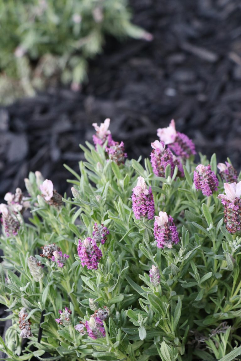 Outdoor Updates to Get Ready For Spring - Simply Organized